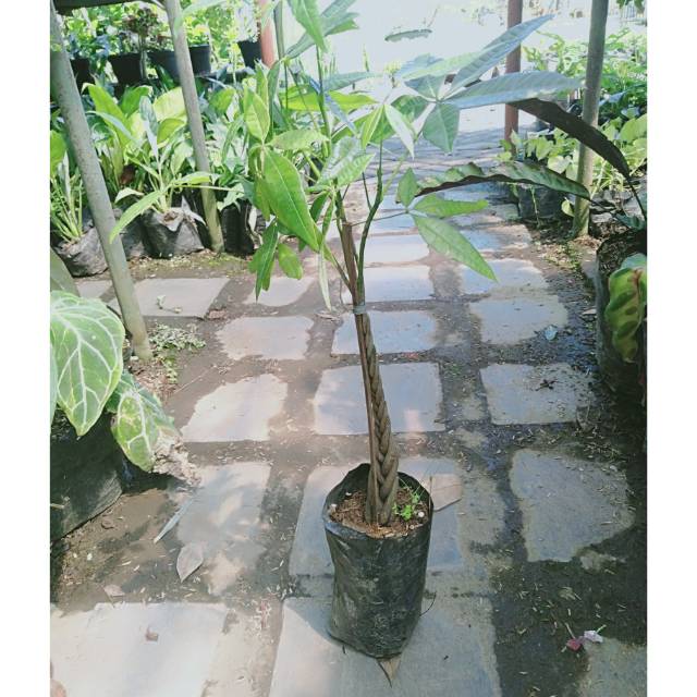 Jual tanaman pohon pachira/pohon uang (40-50 cm) | Shopee Indonesia