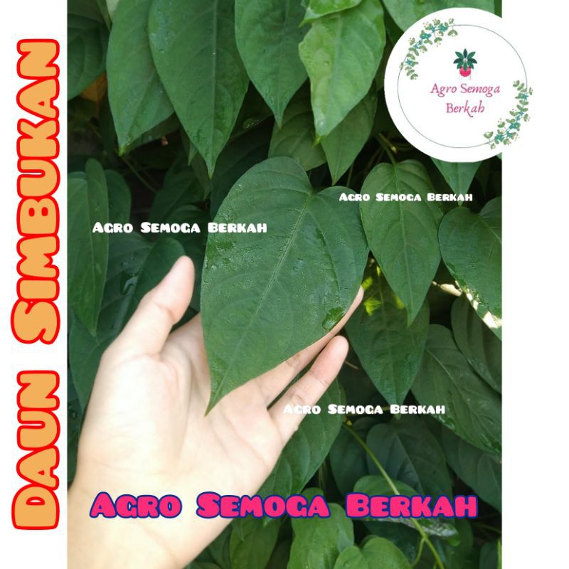 Jual Daun Sembukan Fresh 300 gram | Paederia Foetida L | Daun Kahihutan ...