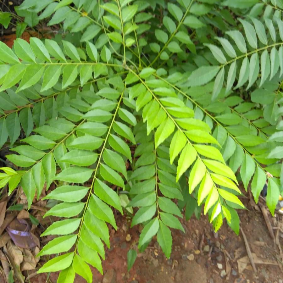 Jual 250 gram Daun Kari Salam Koja Temurui Segar Petik di Pohon ...