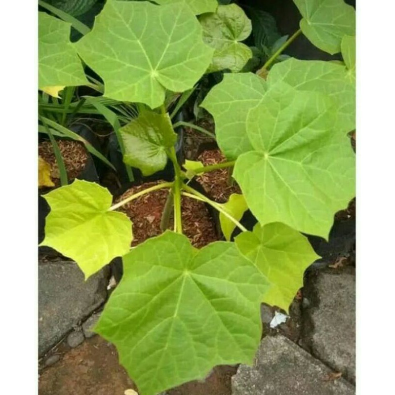 Jual Pohon Jarak/Pohon Obat | Shopee Indonesia