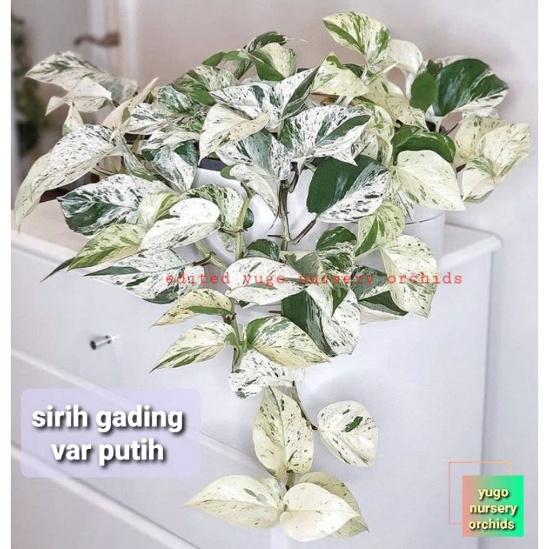 Jual Tanaman gantung Tanaman rambat Epipremnum Aureum Marble Queen ...