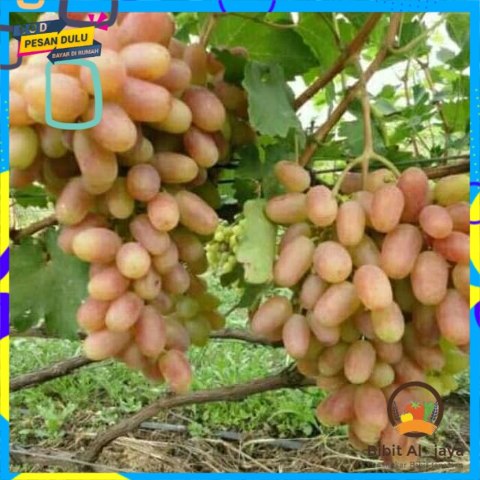 Jual 4 Asli! bibit anggur transfiguration, ninel Grafting - WISATA ...