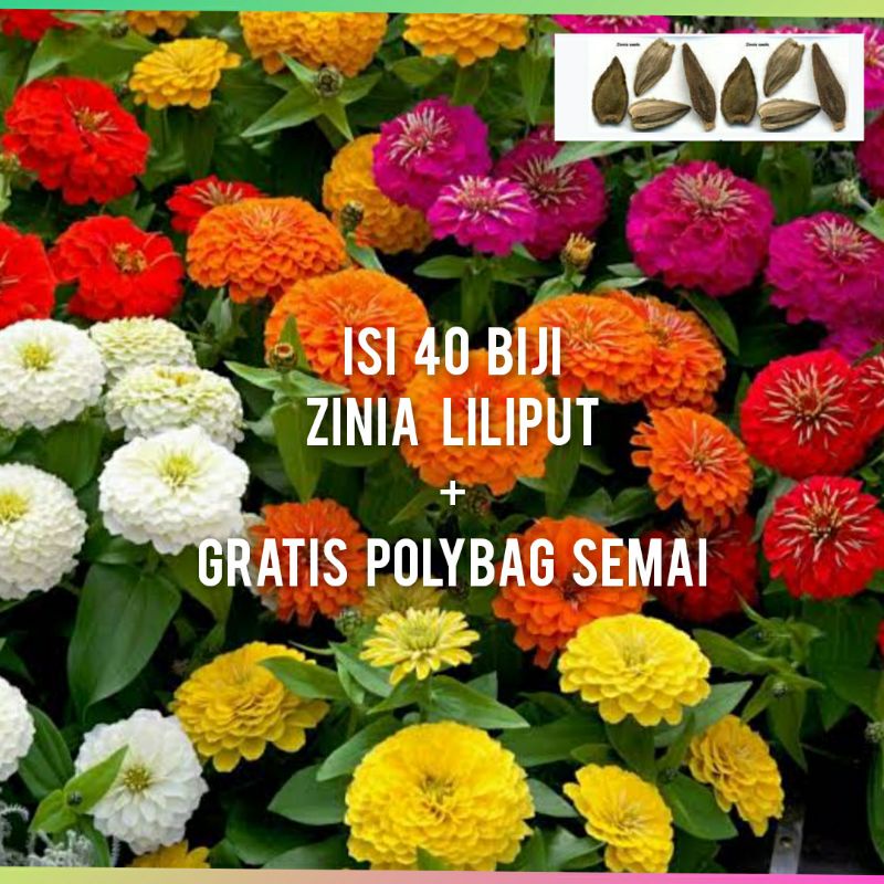 Jual Bibit - Biji Bunga zinia liliput 40 butir asle | Shopee Indonesia