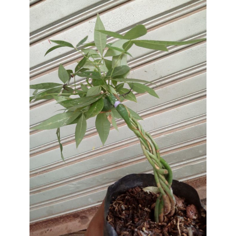 Jual pohon / tanaman pacira kepang 9 batang | Shopee Indonesia