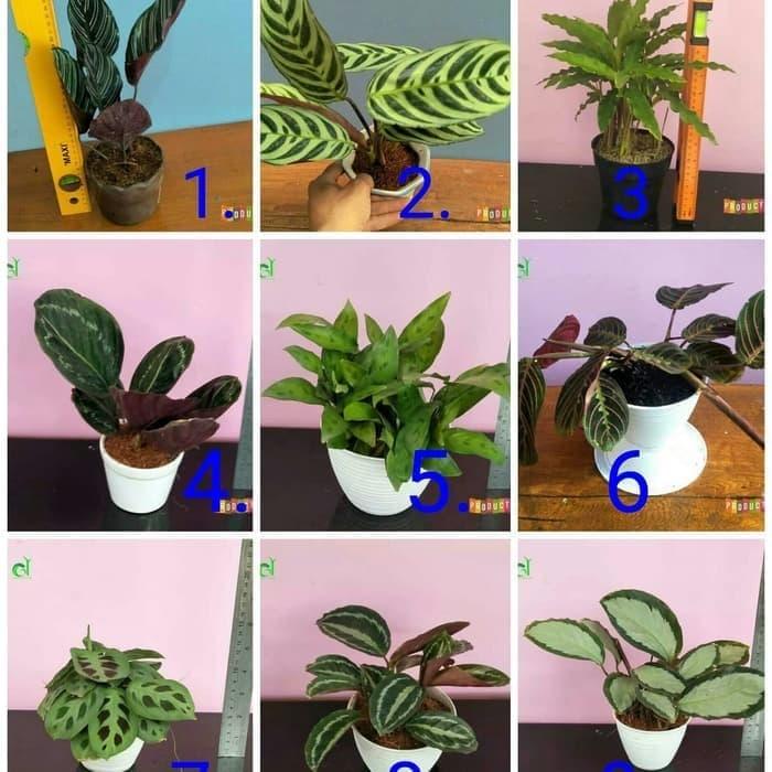 Jual paket 9 tanaman calathea - calatea - kalathea - maranta | Shopee ...