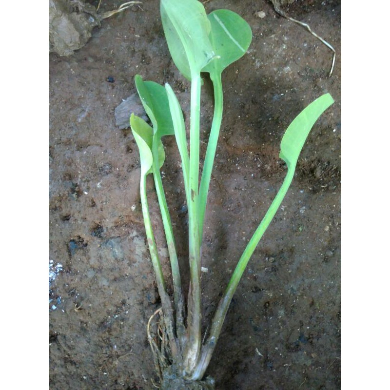 Jual Bibit genjer gendot eceng sayur siap tanam | Shopee Indonesia