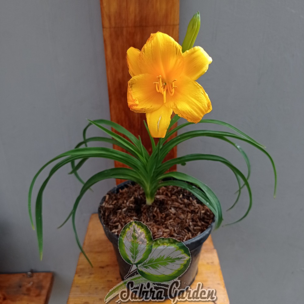 Jual Tanaman hias Lily bunga kuning (hemerocallis stella d oro ...