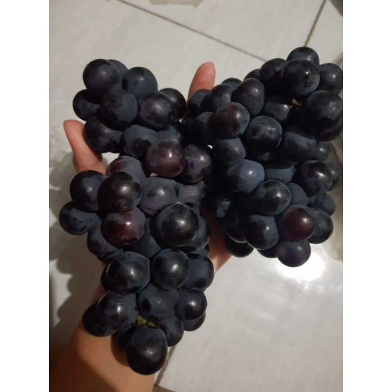 Jual Buah Anggur 10Kg / Anggur Lokal / Anggur Hitam Bali / Anggur ...