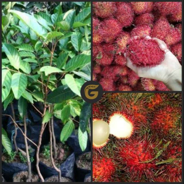 Jual Bibit Tanaman Buah - Rambutan Garuda Okulasi ( 35-40 cm ) | Shopee ...