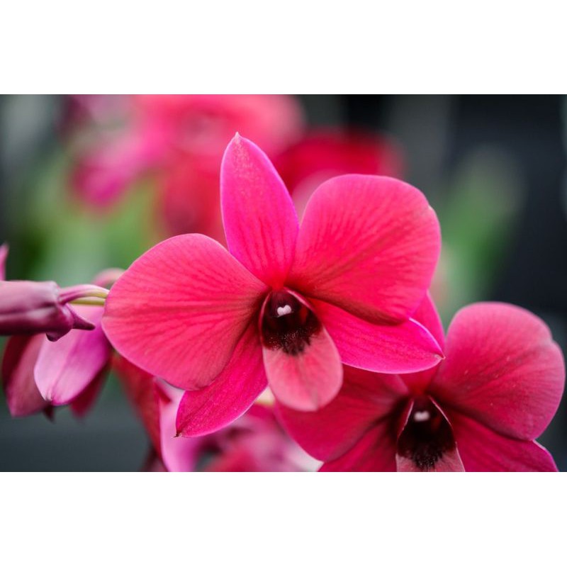 Jual Anggrek Botol dendrobium hybrid | Shopee Indonesia