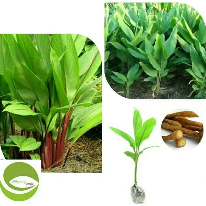 Jual Bibit Tanaman Temu kunci/Pohon temu Kunci/Obat Herbal s4le ...