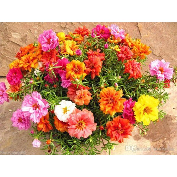 Jual Bibit Benih Biji Moss Rose Mix Portulaca Mix - Biji Tanaman Bunga ...