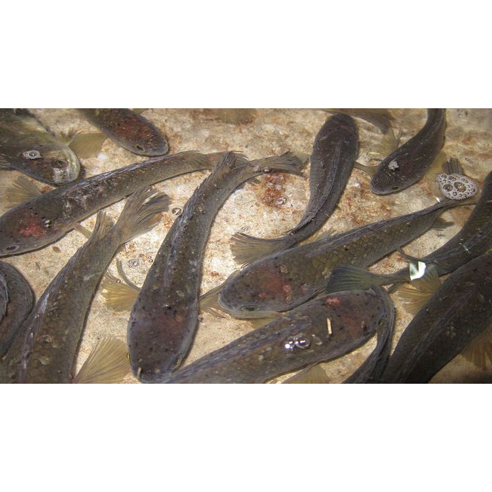 Jual Ikan Gabus | Shopee Indonesia