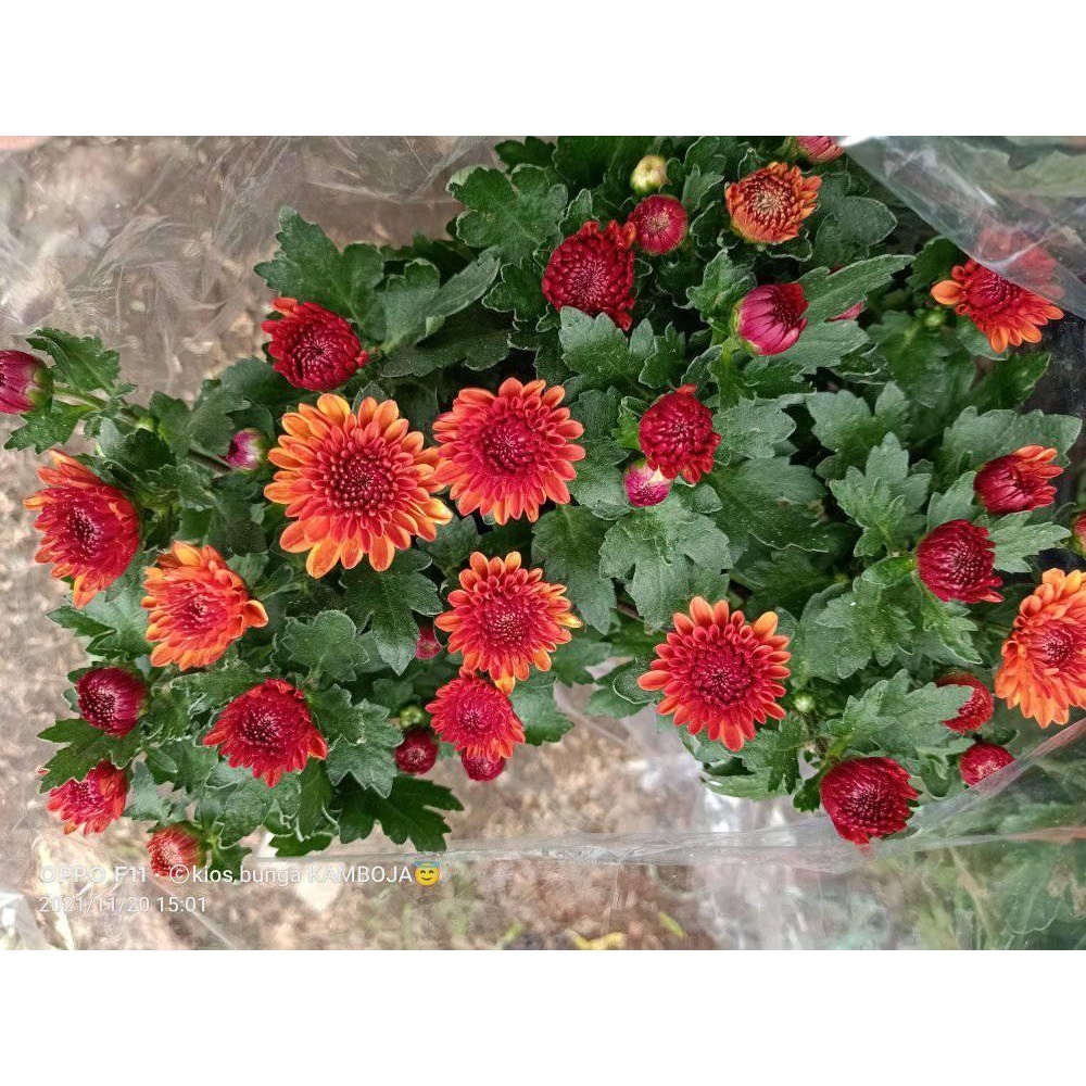 Jual Bunga Krisan Matahri (Kecil Bunganya) | Shopee Indonesia