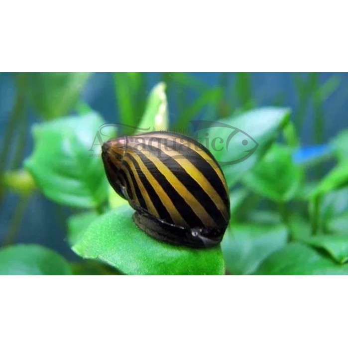 Jual (INSTANT BANDUNG) KEONG TURBO SNAIL ZEBRA ALGAETER ALGAE EATER ...