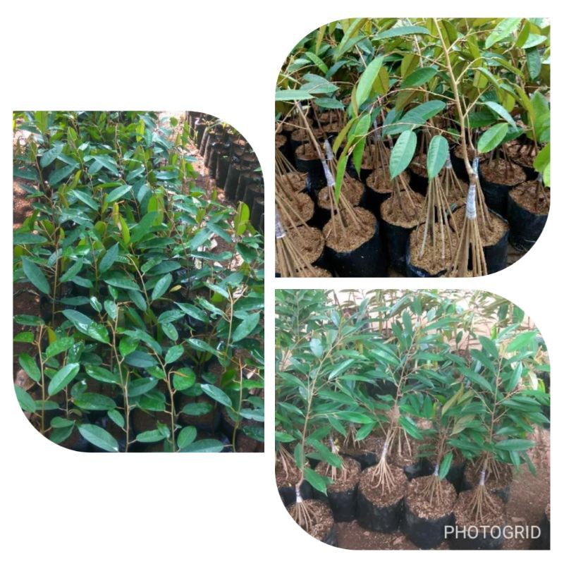 Jual PAKET DURIAN KAKI 10 ISI 3 JENIS DURIAN | Shopee Indonesia