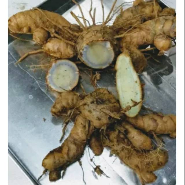 Jual Temu hitam segar 1kg | Shopee Indonesia