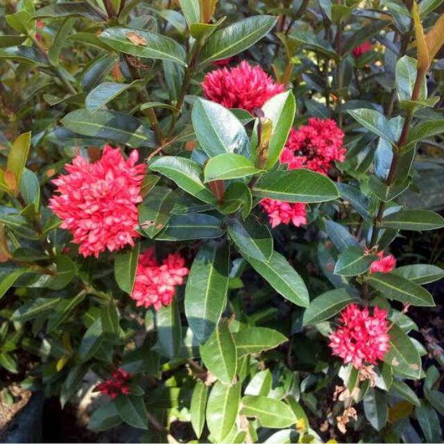 Jual Tanaman hias / bunga soka / bunga soka pink / bunga soka merah ...