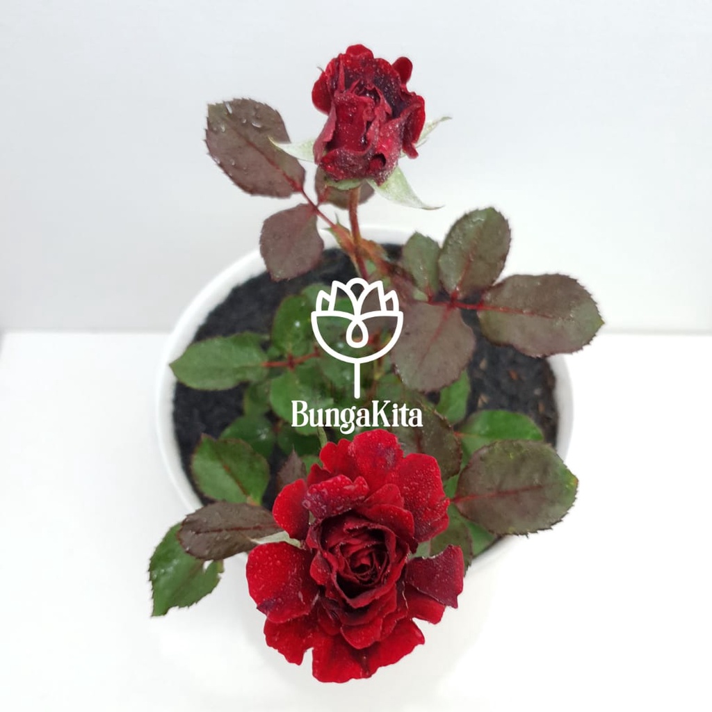 Jual Tanaman Hias Mawar Rambat Bigola Merah (Climbing Rose) | Shopee ...