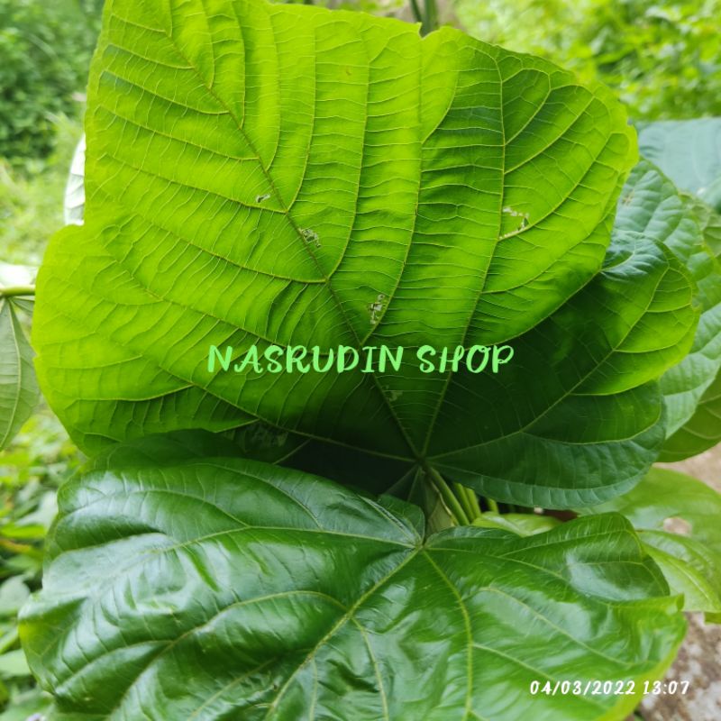 Jual DAUN PALIASA DAUN KATIMAHA SEGAR LANGSUNG PETIK | Shopee Indonesia