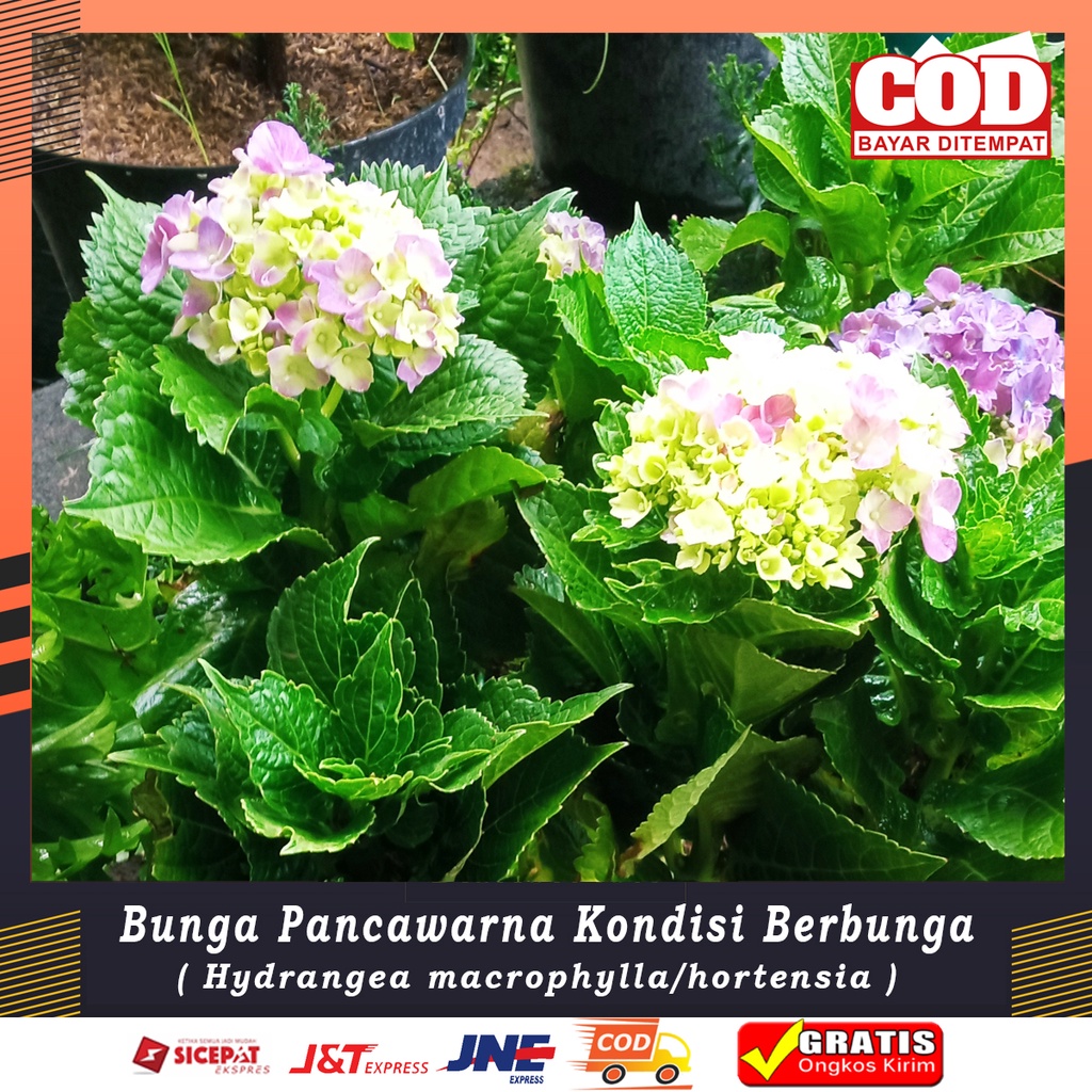 Jual Bunga PANCAWARNA/BOKOR Kondisi Berbunga Bibit Bunga HORTENSIA ...