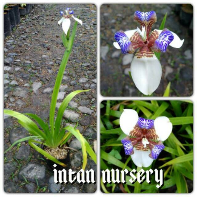 Jual Tanaman Bunga Iris Putih - Airis Putih - Neomarica Gracilis ...