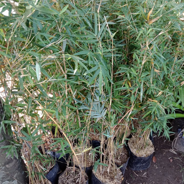 Jual Bibit pohon bambu kuning tinggi 1 meter murah berkualitas | Shopee ...