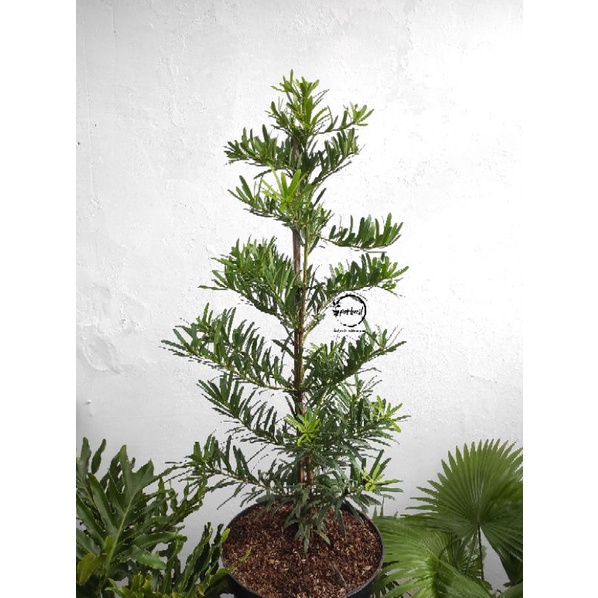 Jual Pohon Lohansung / Lohansung | Shopee Indonesia