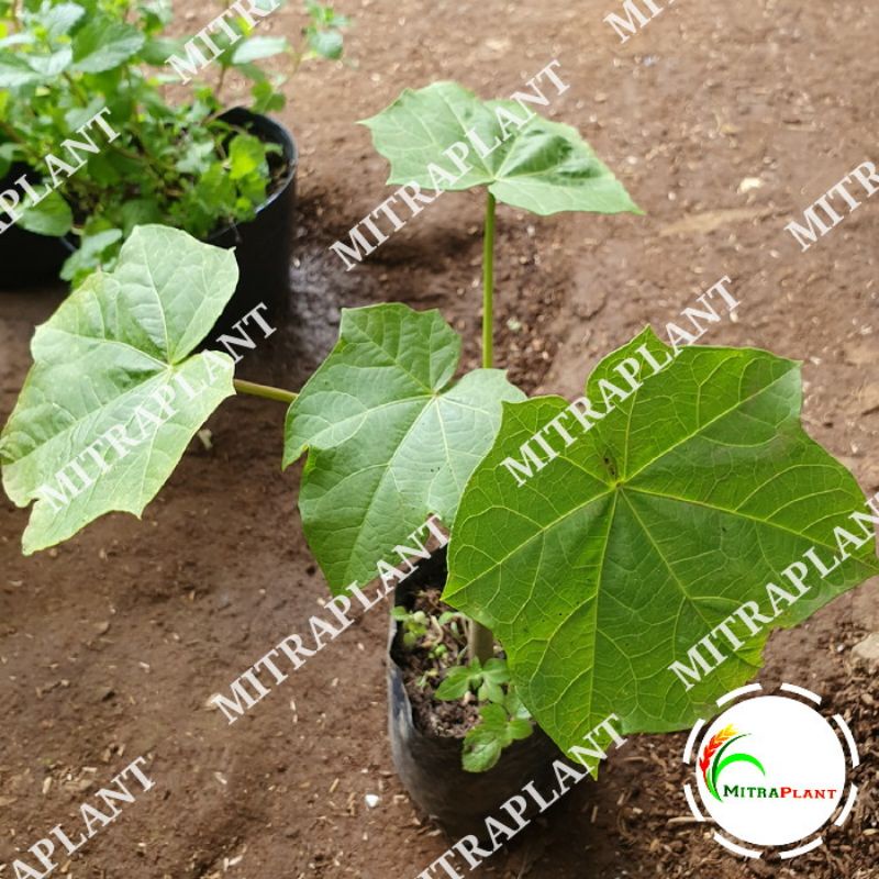 Jual Bibit Pohon Jarak Pagar - Tanaman Daun Jarak Pager - Tanaman Obat ...