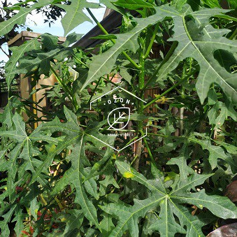 Jual Daun Gedi Pepaya Jepang Sayur Yondok 50 Lembar | Shopee Indonesia