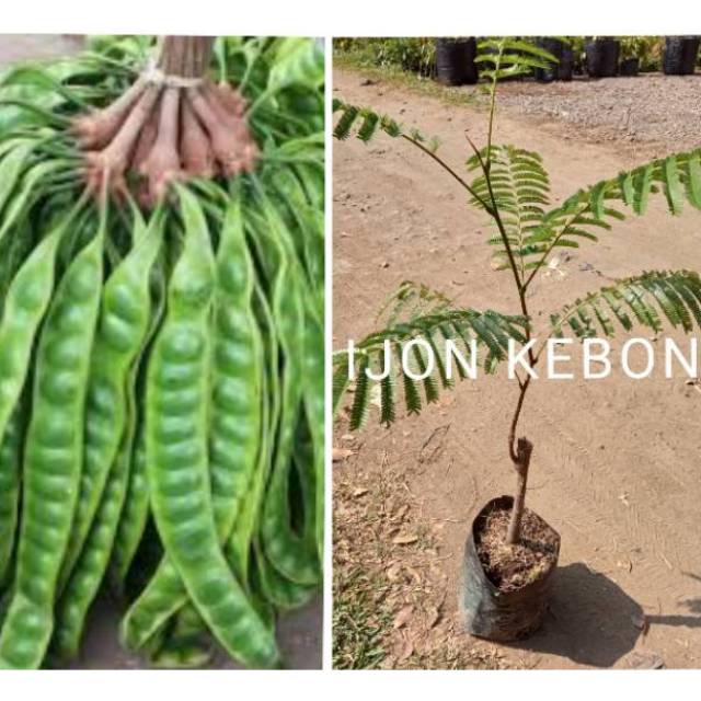 Jual Bibit pohon petai hasil okulasi genjah lebih cepat berbuah ...