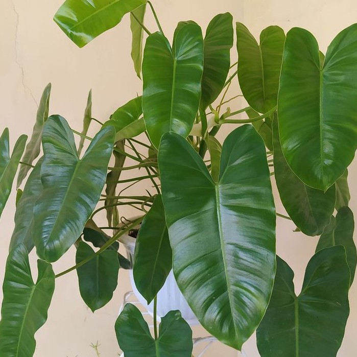 Jual Tanaman Hias Philo Burle Marx-Phlio Brekele-Tanaman Vertikal ...