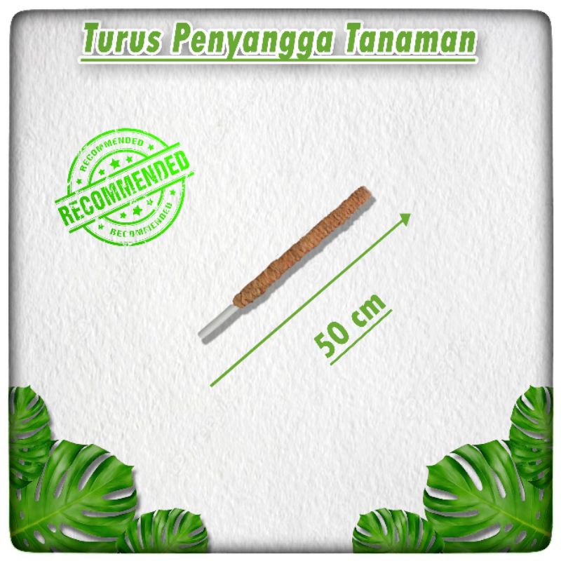 Jual Turus Tanaman Pipa 50 cm - Turus Tanaman Rambat - Turus Penyangga ...