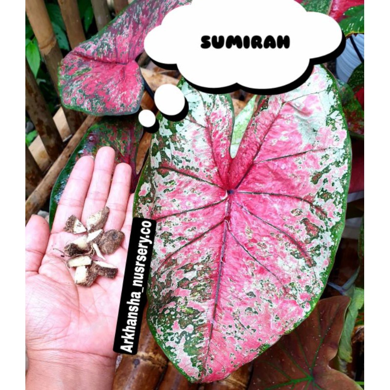 Jual Keladi sumirah,caladium sumirah,umbi keladi sumirah | Shopee Indonesia