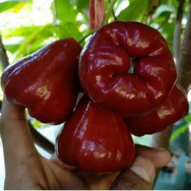 Jual Bibit Jambu Air Citra Cepat Berbuah | Shopee Indonesia