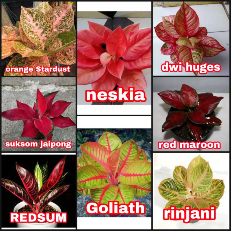 Jual PROMO!!! PAKET 8 BONGGOL AGLONEMA ORANGE STARDUST, NESKIA,DWI H ...
