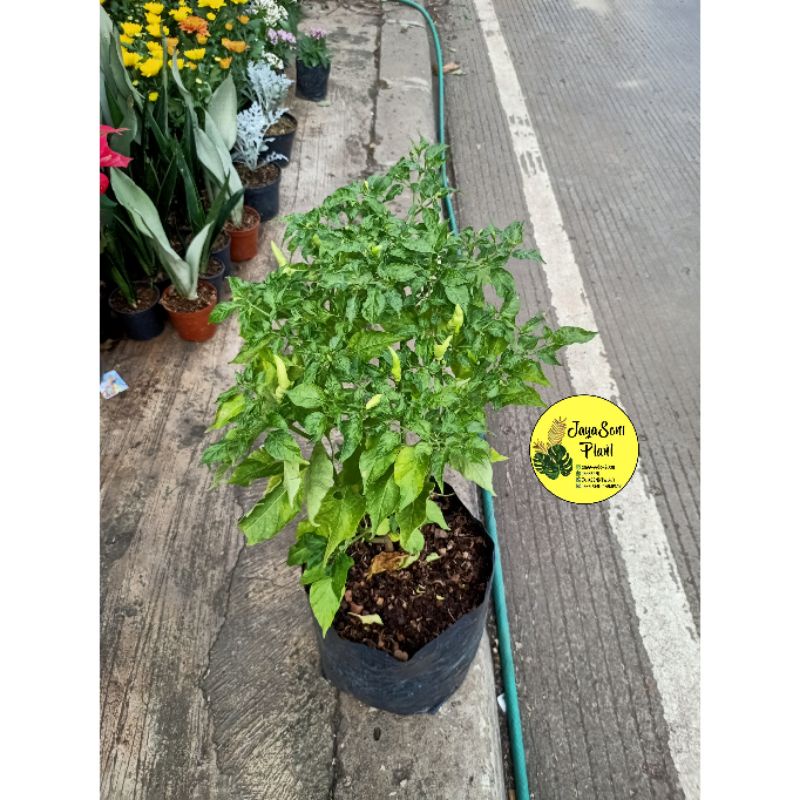 Jual TANAMAN HIAS CABE RAWIT SETAN/POHON CABE RAWIT MERAH | Shopee ...