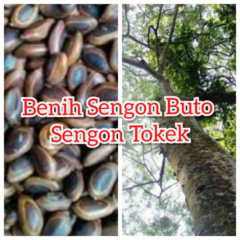 Jual BIJI BENIH SENGON BUTO 10&20 GRAM | Shopee Indonesia