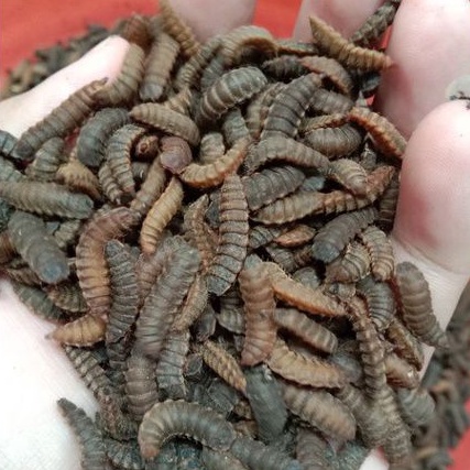 Jual Pupa Prepupa Maggot BSF100g super indukan lalat maggot bsf ...