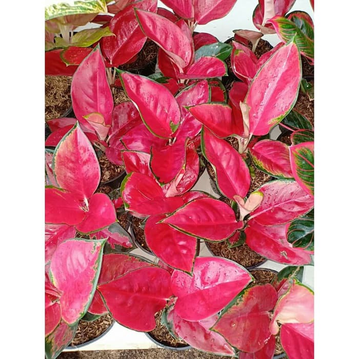 Jual ASIAPP !! SUKSOM JAIPONG STANG PENDEK - Tanaman Hias Aglaonema ...