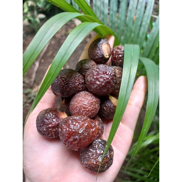 Jual Lerak (buah) | Shopee Indonesia