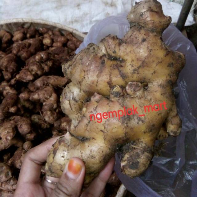 Jual Jahe gajah Sumatra 1kg jahe besar jahe super jahe lokal jahe segar ... Jual Jahe gajah Sumatra 1kg jahe besar jahe super jahe lokal jahe segar ...