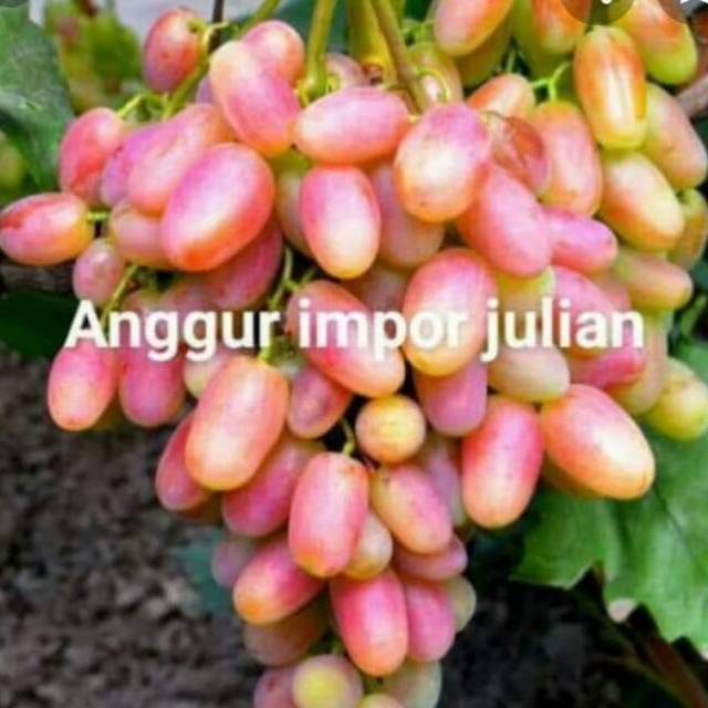 Jual Bibit anggur impor julian,anggur import, (bibit anggur stek ...