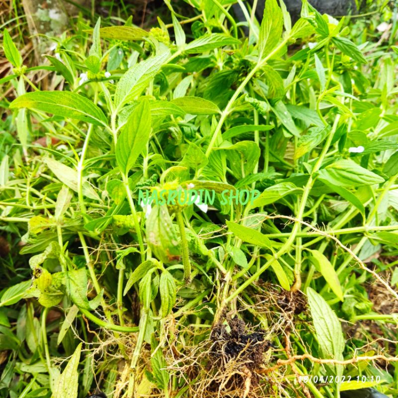 Jual DAUN PACI PACI 1KG DENGAN AKAR / DAUN LENGLENGAN SEGAR / LEUCAS ...