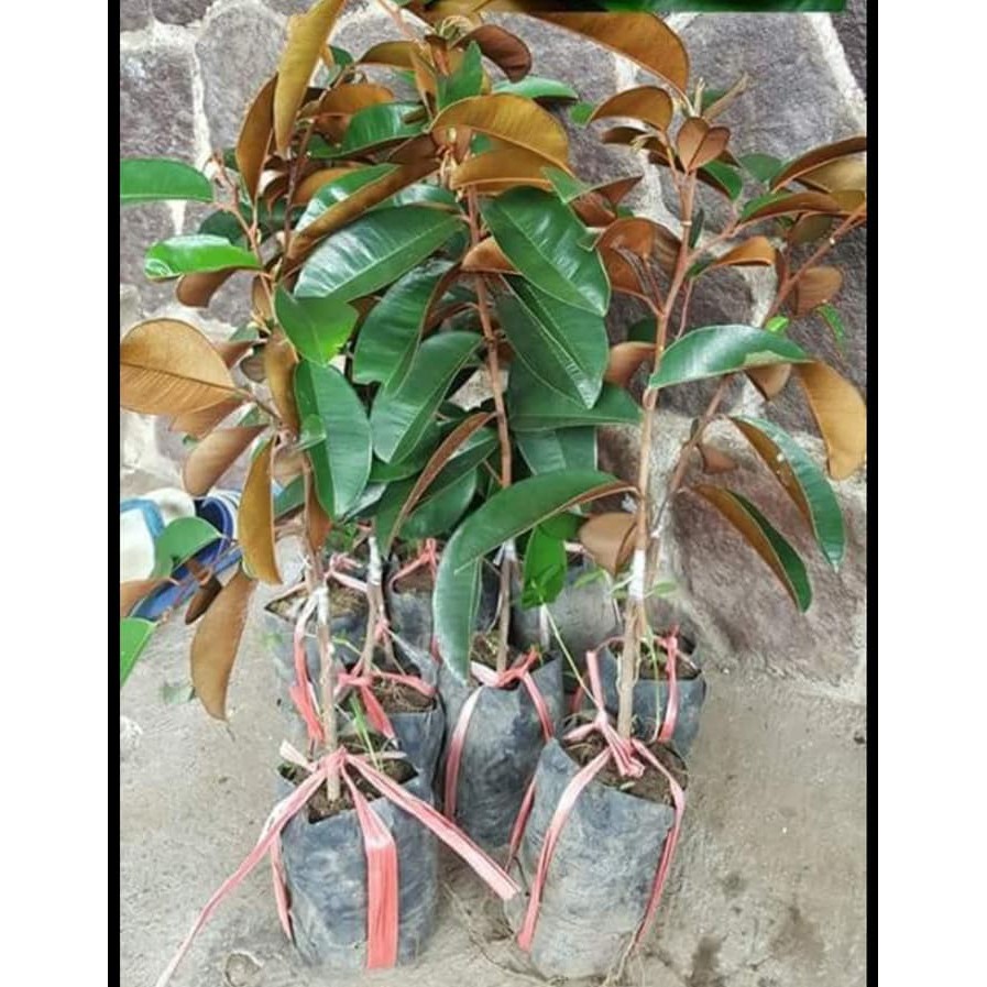 Jual Promo 4 Bibit Buah Kenitu Sawo Apel Murah | Shopee Indonesia