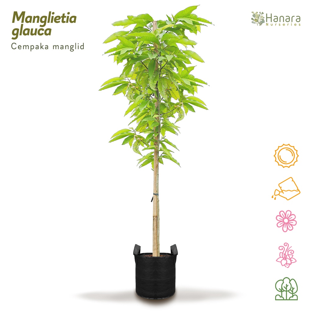 Jual Manglietia glauca - Cempaka manglid - pohon instan/instant tree ...