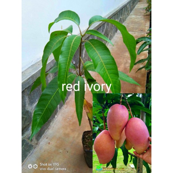 Jual PAKET MURAH 3 BIBIT MANGGA RED IVORY HASIL OKULASI UNGGUL MURAH ...
