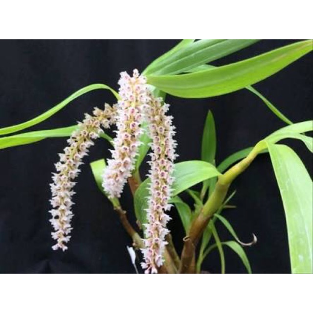 Jual Anggrek eria multiflora spesies | Shopee Indonesia