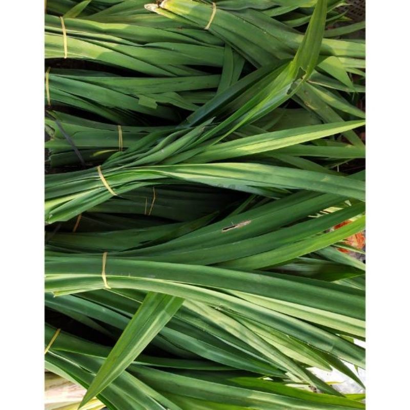 Jual Daun Pandan Segar 1 ikat | Shopee Indonesia
