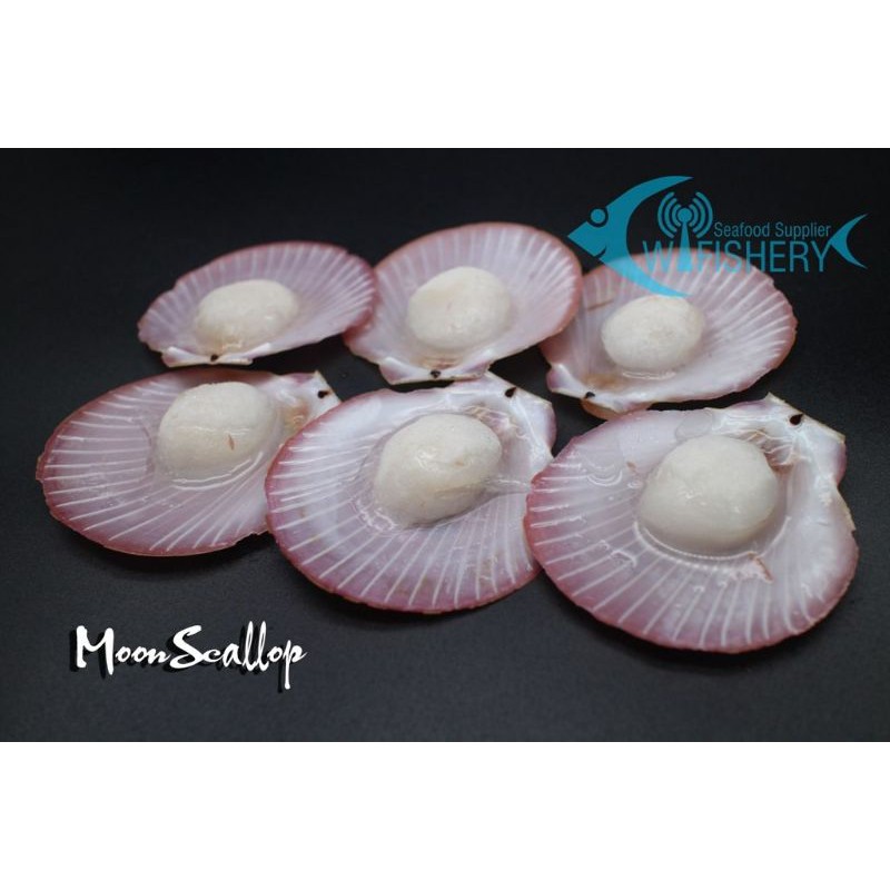 Jual Kerang Simping - Scallop Half Shell Frozen 500gr/pack | Shopee ...